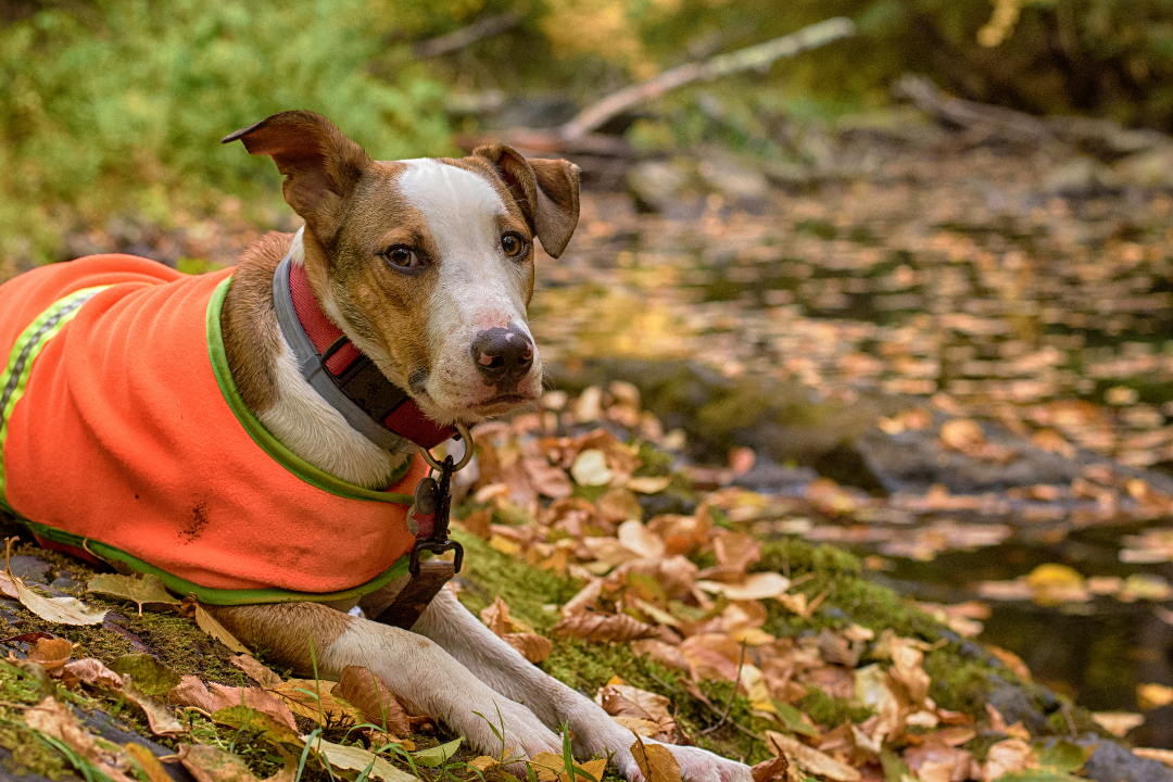 Heads Up for Trip Leaders, Field Day Instructors, and CMC Hikers ...