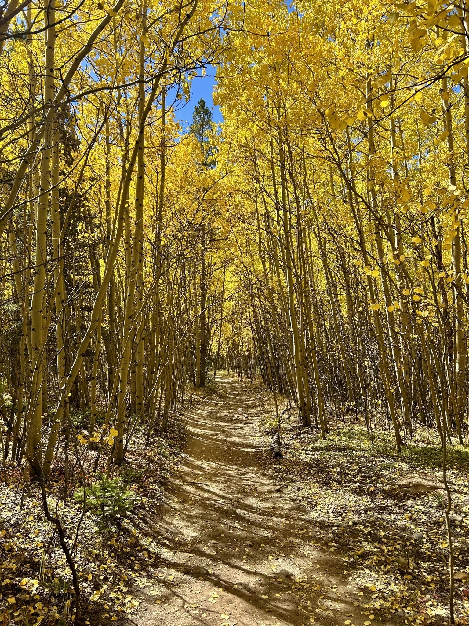 BPX Trip – BPX 3-Day: Abyss Lake Trail from Burning Bear TH — The ...