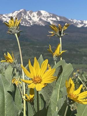 Hiking – Acorn Creek TH - Acorn Creek Loop — The Colorado Mountain Club