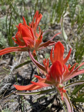 Hiking – Acorn Creek TH - Acorn Creek Loop — The Colorado Mountain Club