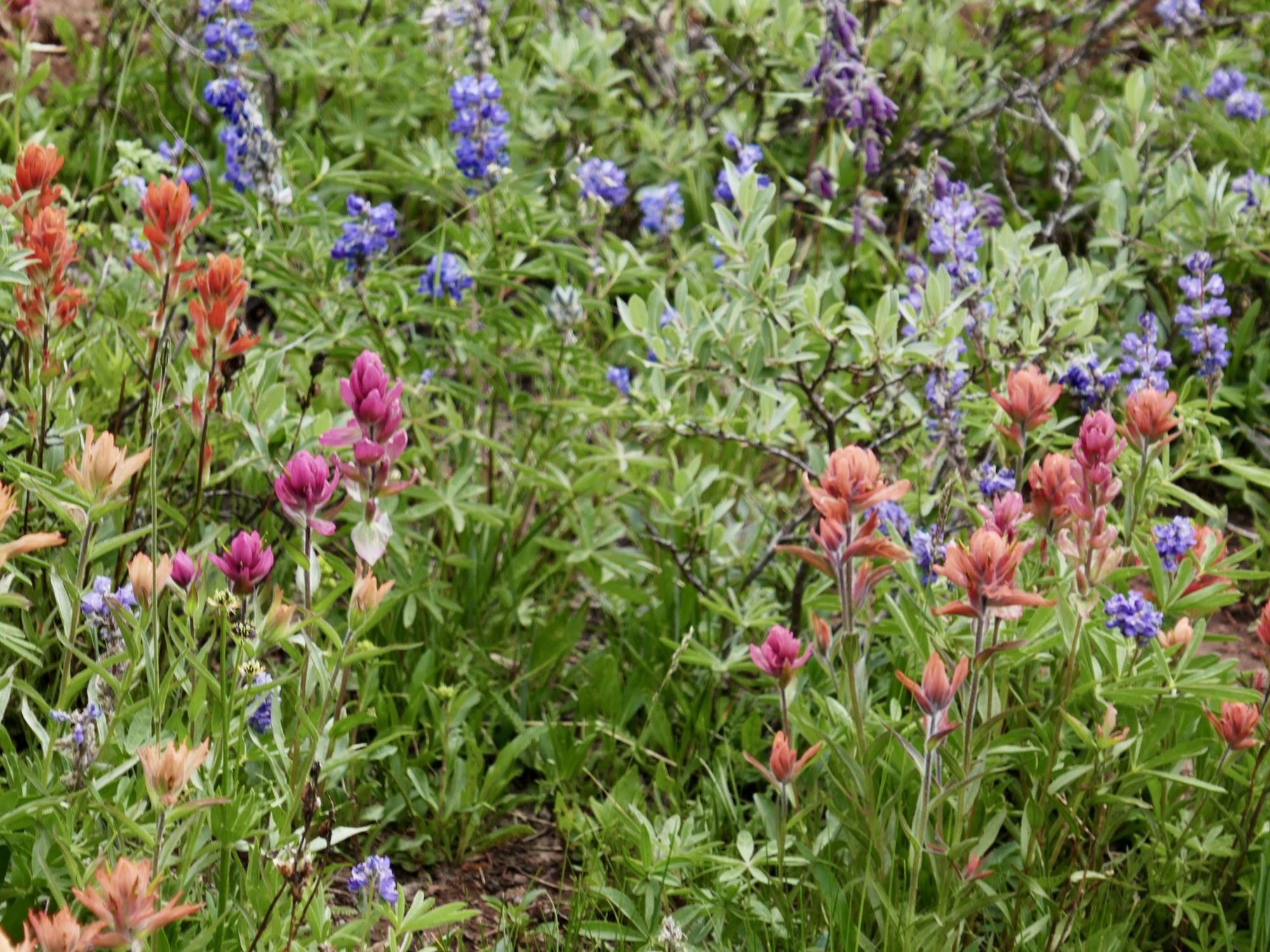 Hiking – Brainard Lake Picnic Site - Jean Lunning Trail — The Colorado ...