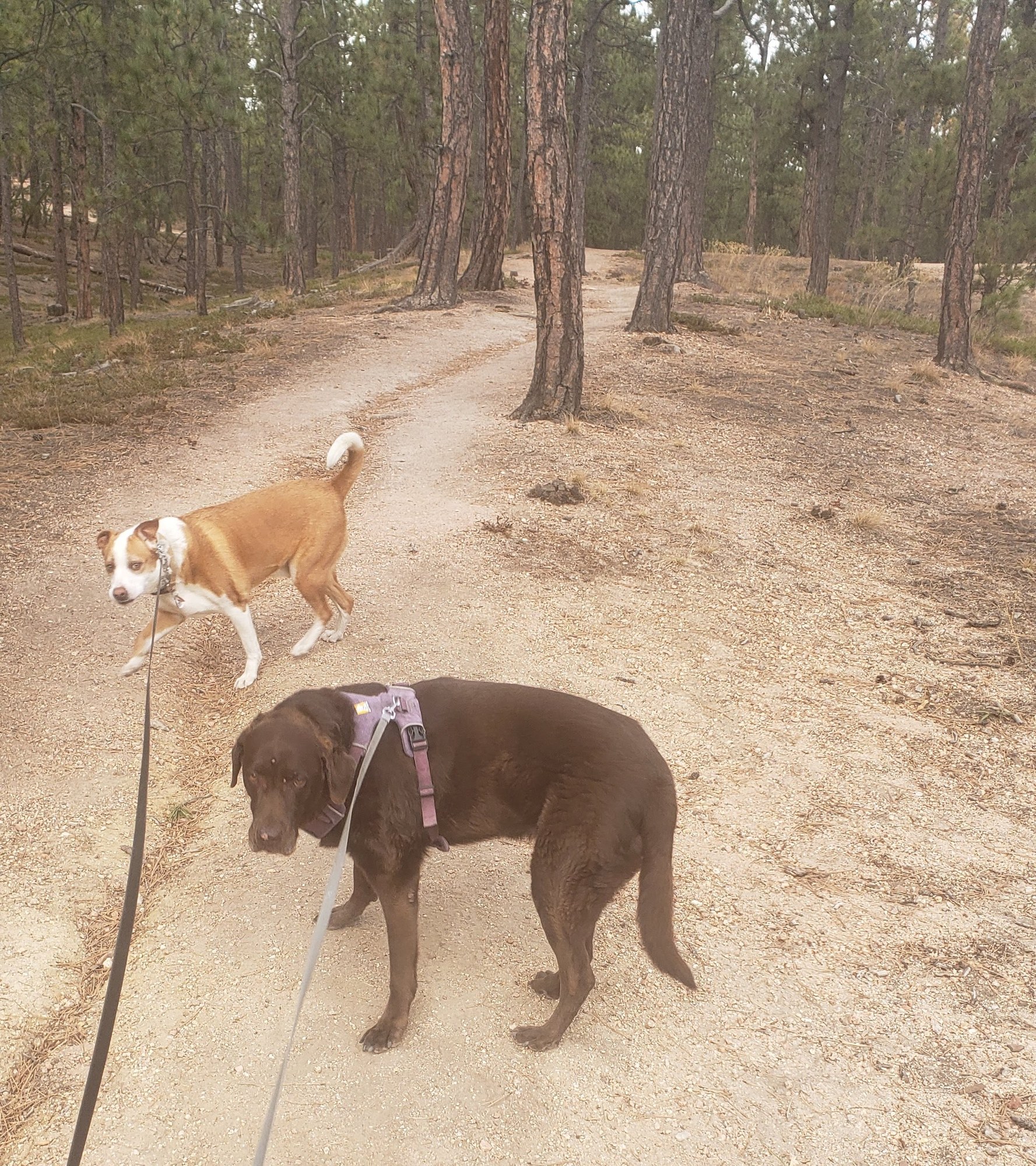 Hiking – Fox Run Regional Park — The Colorado Mountain Club
