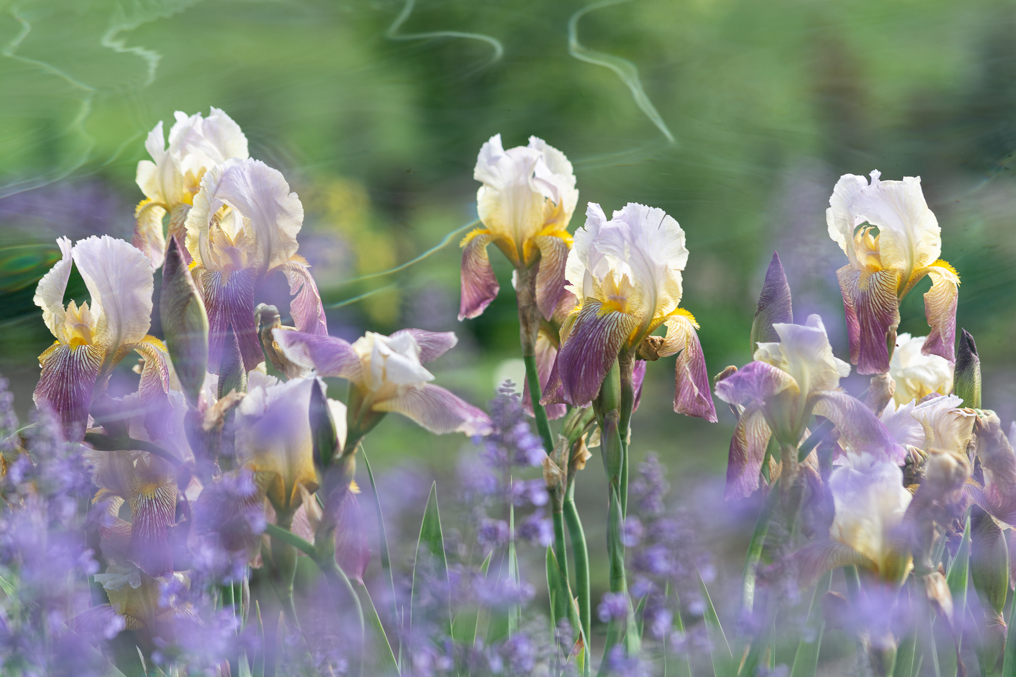 Photography – Denver Botanic Gardens Chatfield Farms — The Colorado ...